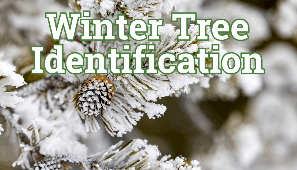 Winter Tree Identification - Sleeping Giant Park Association